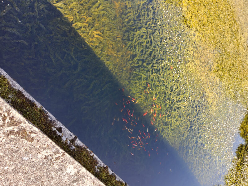 Poisson. - Cemondeblog